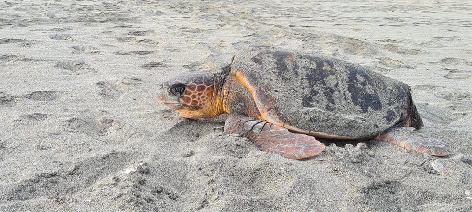 Descubra la belleza del desove de las tortugas en la isla de Sal, Cabo ...